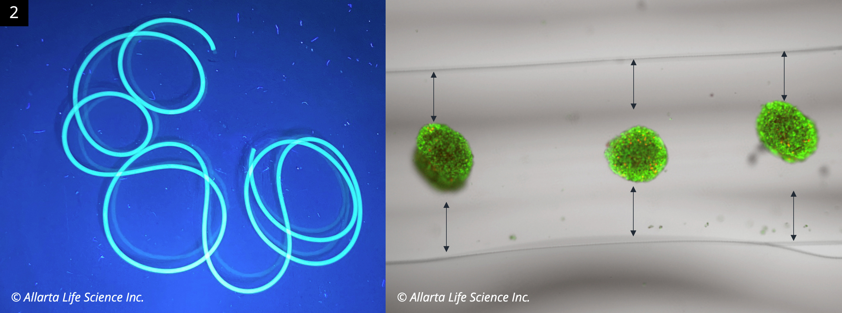 BetaCells 2023 - Mobis